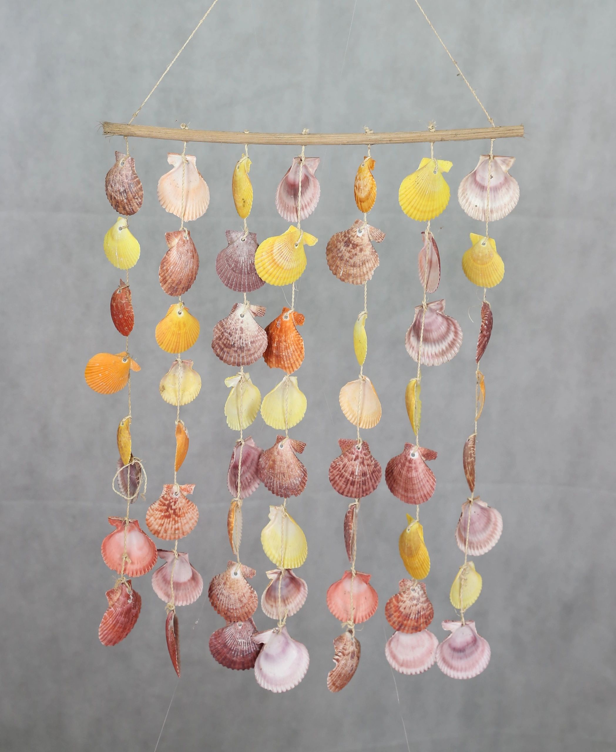 Pecten Macarensis Seashell Handicraft